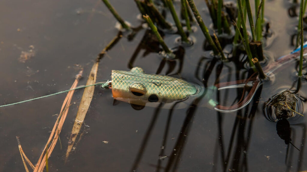 Frogs vs. Toads: When and Where to Use Them This Fall - Wired2Fish