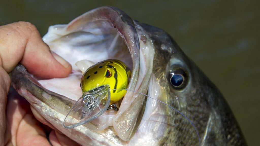 SPRO Rk Crawler 55 Crankbait Review - Wired2Fish