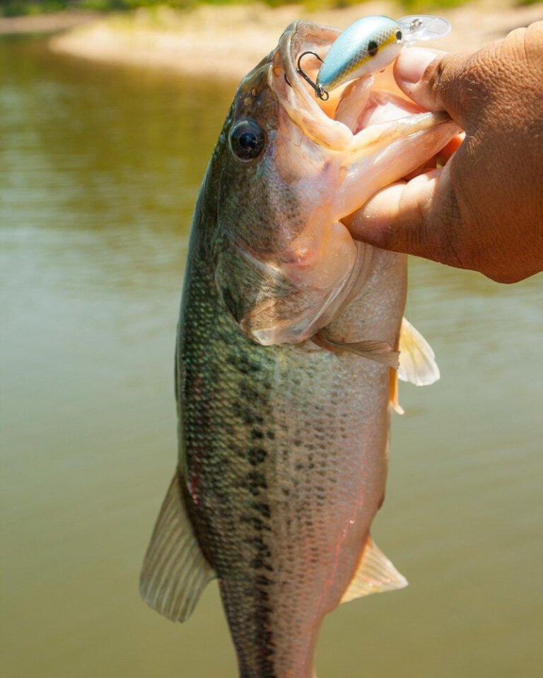 How to Find and Fish the Shad Spawn for Bass - Wired2Fish