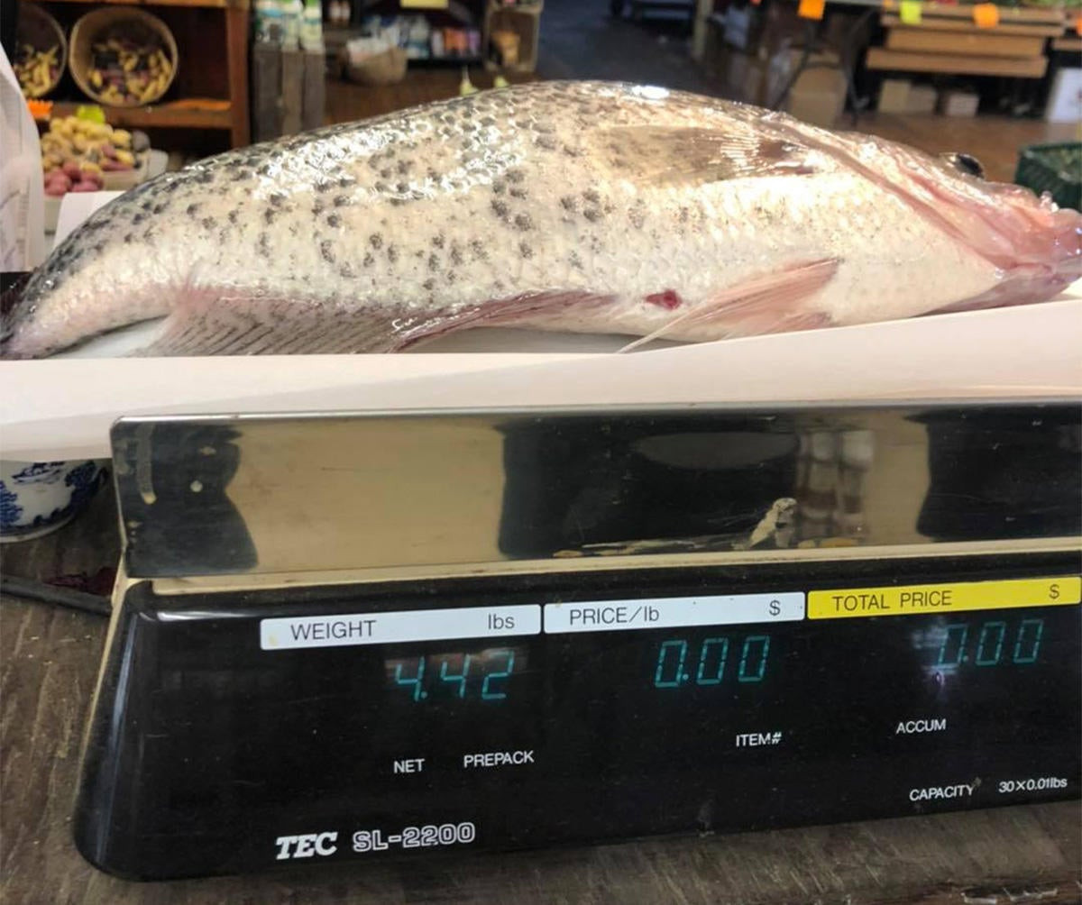 Angler Sets State Record with Giant Crappie - Wired2Fish