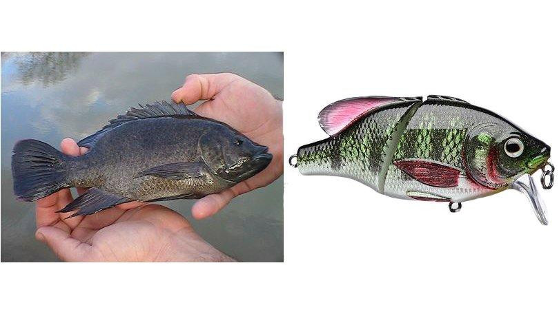 6 Unique Forage Options for Bass Fishing - Wired2Fish