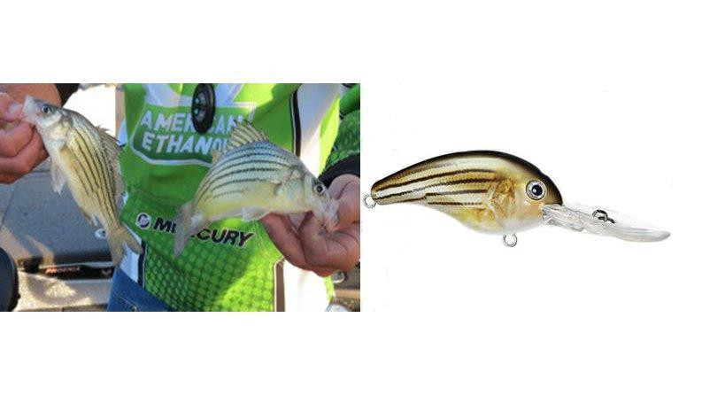 6 Unique Forage Options for Bass Fishing - Wired2Fish