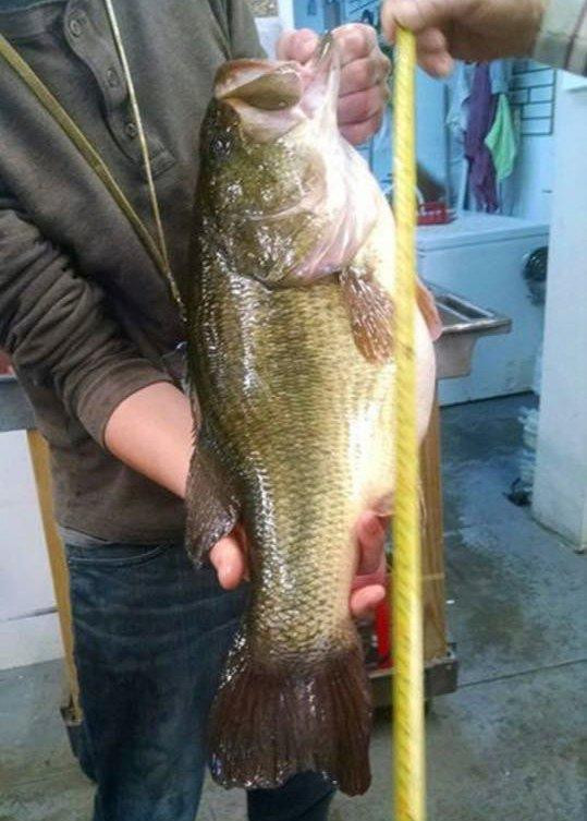 Giant Delaware Bass Breaks State Record - Wired2Fish
