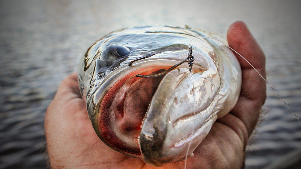 How to Fish "Dice" Style Baits - Wired2Fish