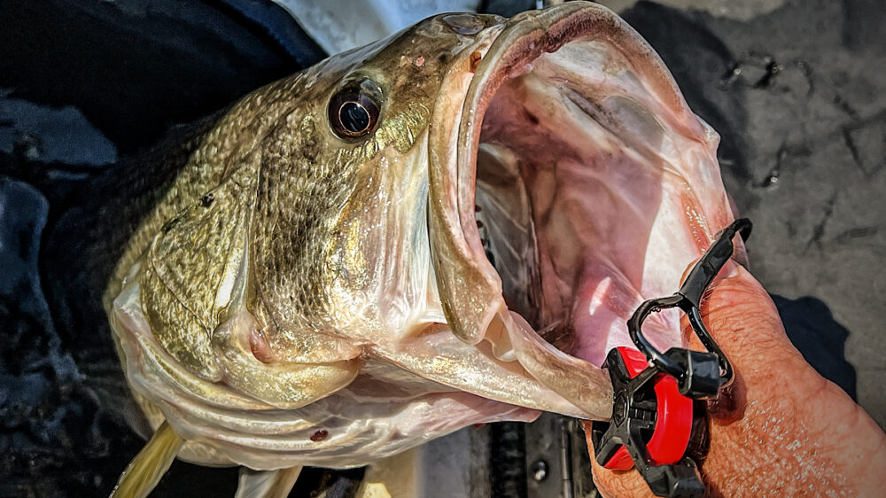 Rapala Lip Grip Cull Tags Review - Wired2Fish
