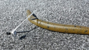 3 Great Ways to Use a Split Shot for Bass Fishing - Wired2Fish