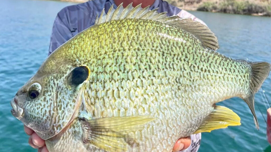 Angler Catches Huge Redear Sunfish - Wired2Fish