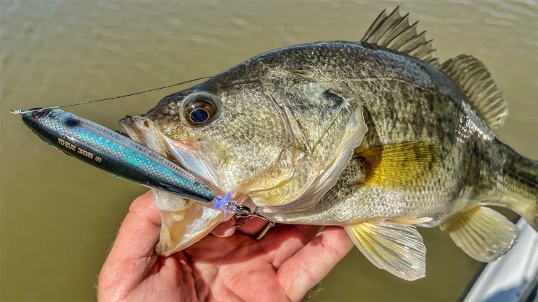 3 Tricks to Choose the Perfect Topwater Lure - Wired2Fish