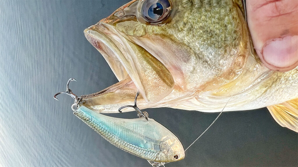 Nomad Design Swimtrex Lipless Crankbait Review - Wired2Fish