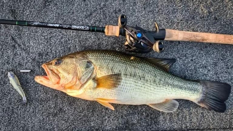 Largemouth Bass | A Comprehensive Species Guide - Wired2Fish