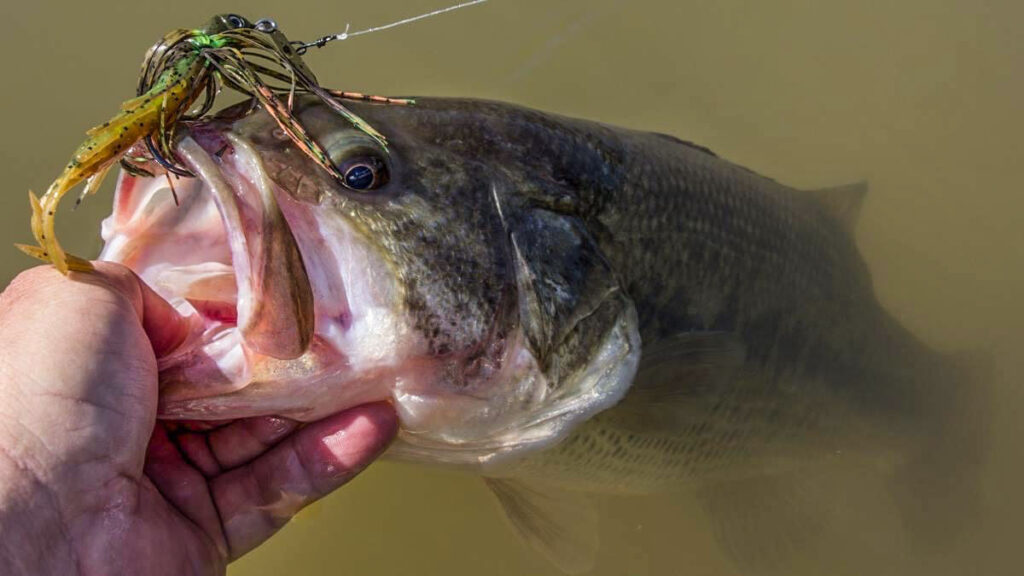 Largemouth Bass | A Comprehensive Species Guide - Wired2Fish