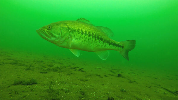 Largemouth Bass | A Comprehensive Species Guide - Wired2Fish