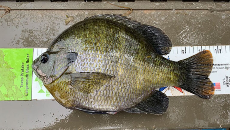 Bluegill Sunfish | A Comprehensive Species Guide - Wired2Fish