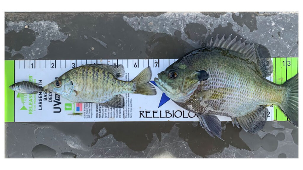Bluegill Sunfish | A Comprehensive Species Guide - Wired2Fish
