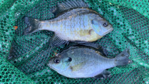 Bluegill Sunfish | A Comprehensive Species Guide - Wired2Fish