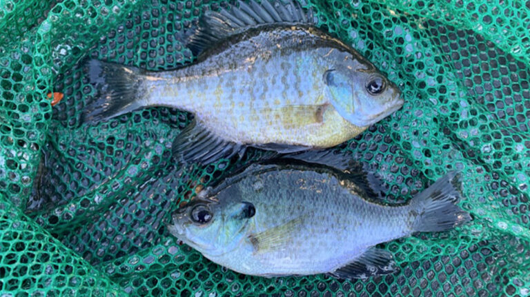 Bluegill Sunfish | A Comprehensive Species Guide - Wired2Fish