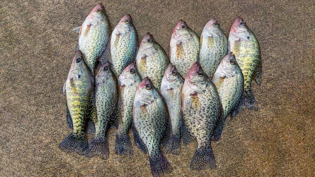Crappie | A Comprehensive Species Guide - Wired2Fish