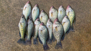 Crappie | A Comprehensive Species Guide - Wired2Fish