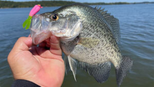 Crappie | A Comprehensive Species Guide - Wired2Fish