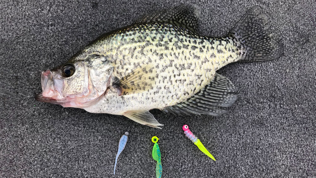 Crappie | A Comprehensive Species Guide - Wired2Fish