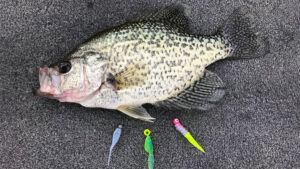 Crappie | A Comprehensive Species Guide - Wired2Fish