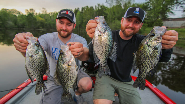 Crappie | A Comprehensive Species Guide - Wired2Fish