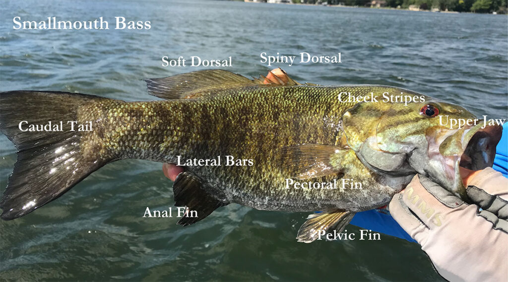 Smallmouth Bass | A Comprehensive Species Guide - Wired2Fish