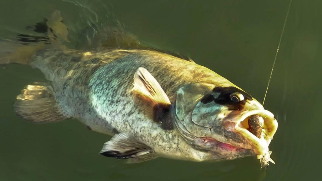 Smallmouth Bass | A Comprehensive Species Guide - Wired2Fish