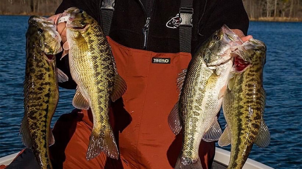 Spotted Bass | A Comprehensive Species Guide - Wired2Fish