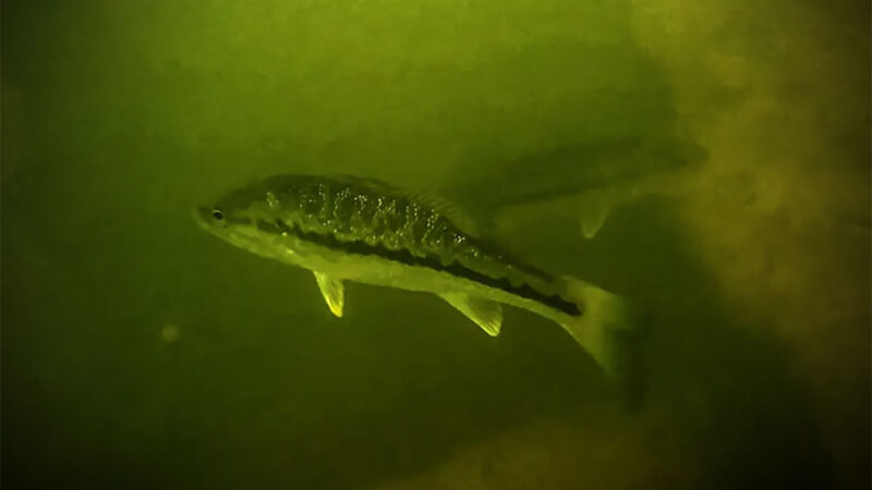 Spotted Bass | A Comprehensive Species Guide - Wired2Fish