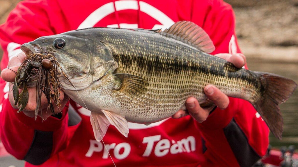 Spotted Bass | A Comprehensive Species Guide - Wired2Fish