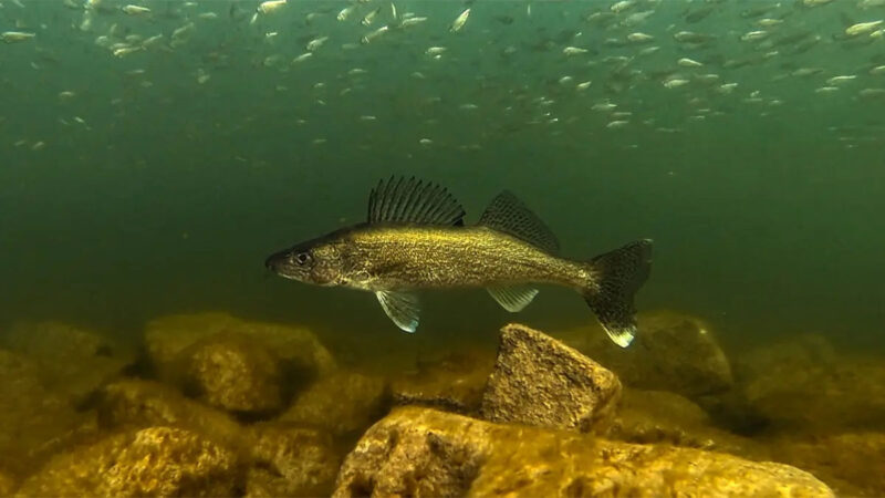Walleye | A Comprehensive Species Guide - Wired2Fish