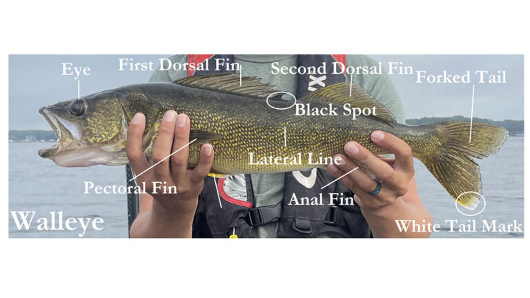 Walleye | A Comprehensive Species Guide - Wired2Fish