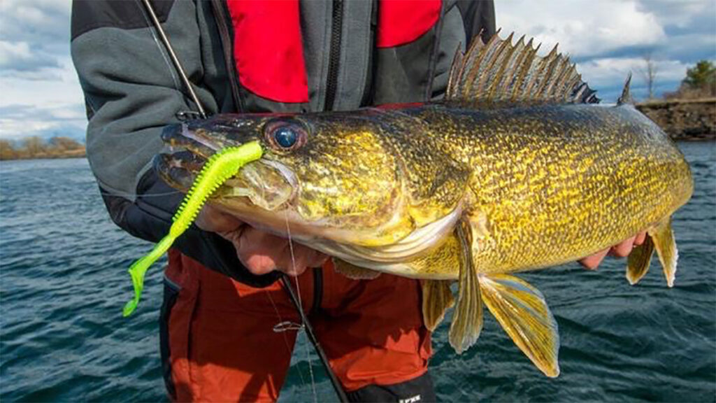 Walleye | A Comprehensive Species Guide - Wired2Fish