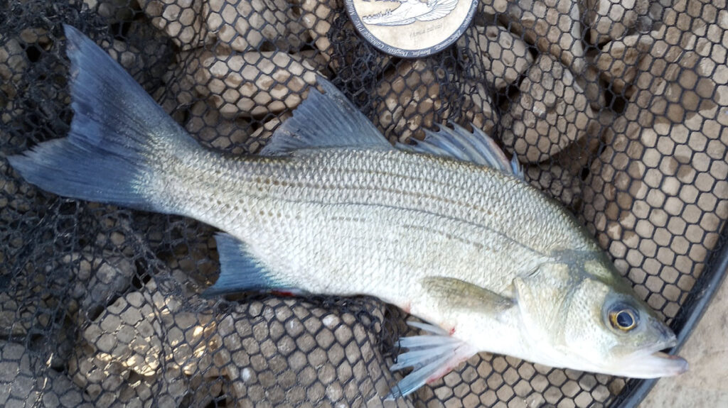 White Bass | A Comprehensive Species Guide - Wired2Fish