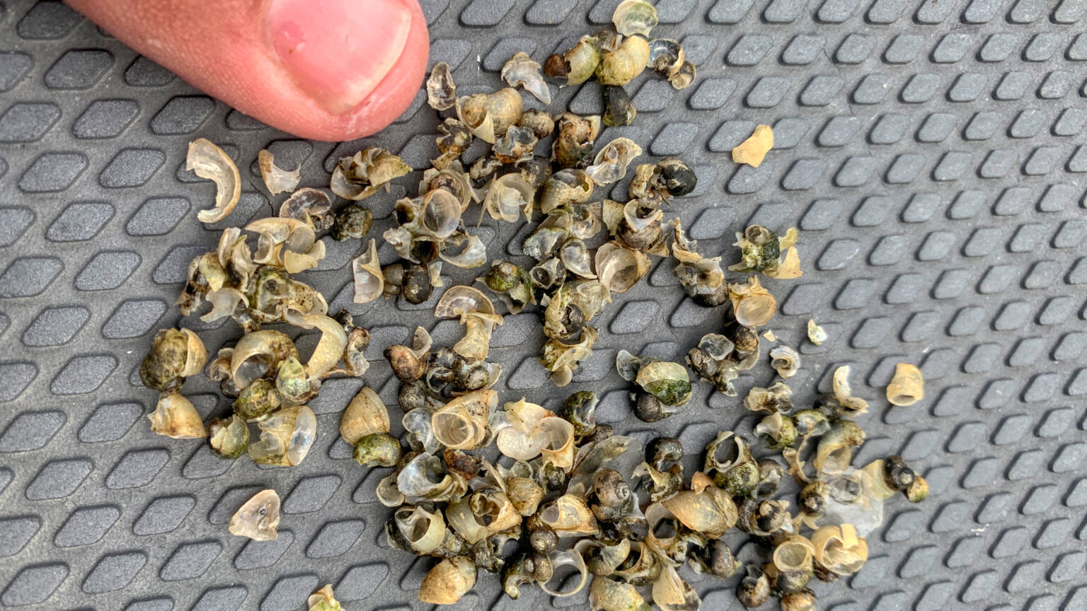 Redear Sunfish | A Comprehensive Species Guide - Wired2Fish