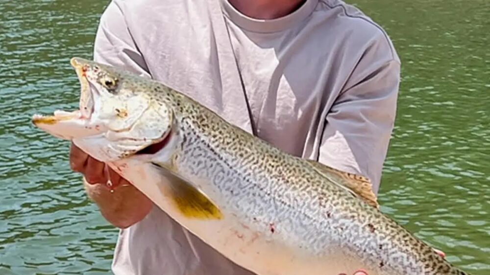 Idaho Angler Sets New Tiger Trout State Record - Wired2Fish