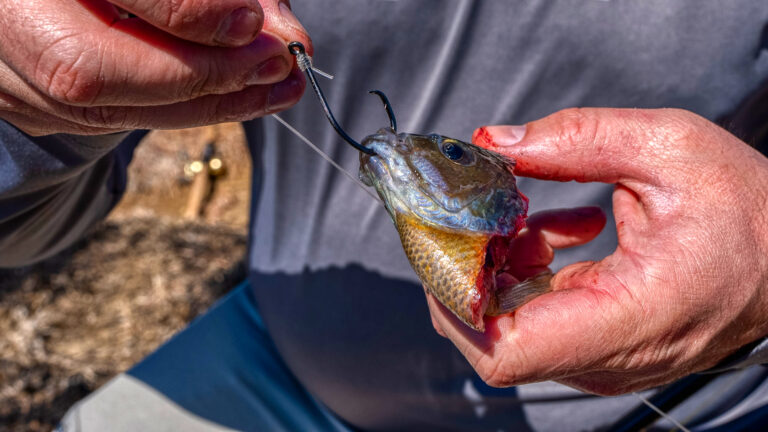 Best Catfish Hooks - Wired2Fish