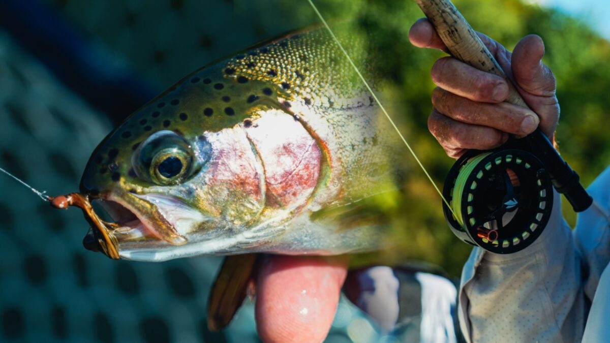 How to Fly Fish for Trout in Clear Water Rivers - Wired2Fish