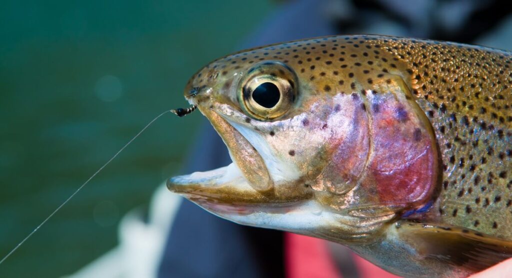 Best Trout Flies - Wired2Fish