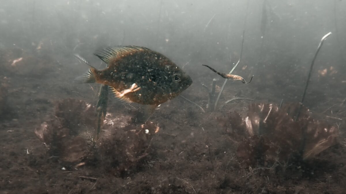 Catching Bluegills and Crappies Using Power and Finesse Tactics ...