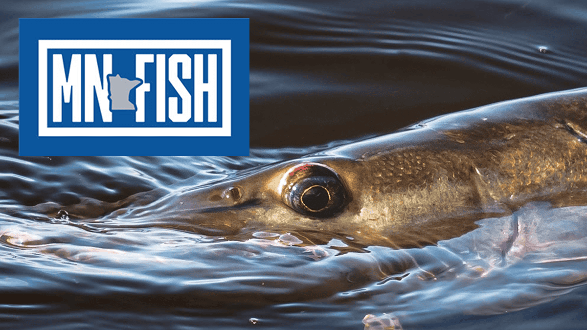MN-FISH Launches Landmark Leech Lake Muskie Study - Wired2Fish