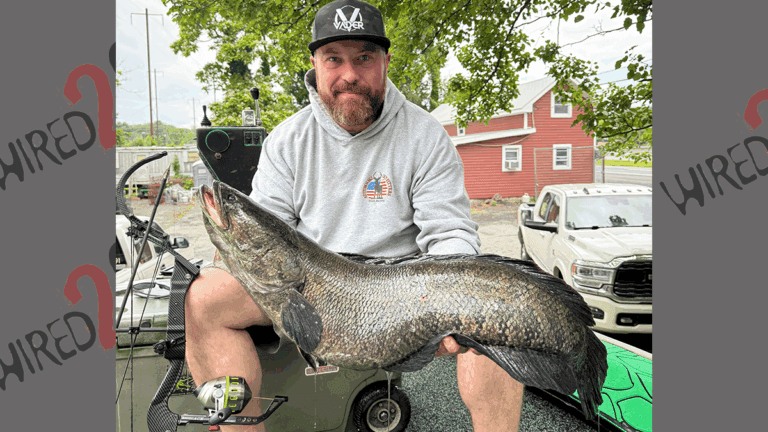 Record Snakehead Taken in Maryland - Wired2Fish