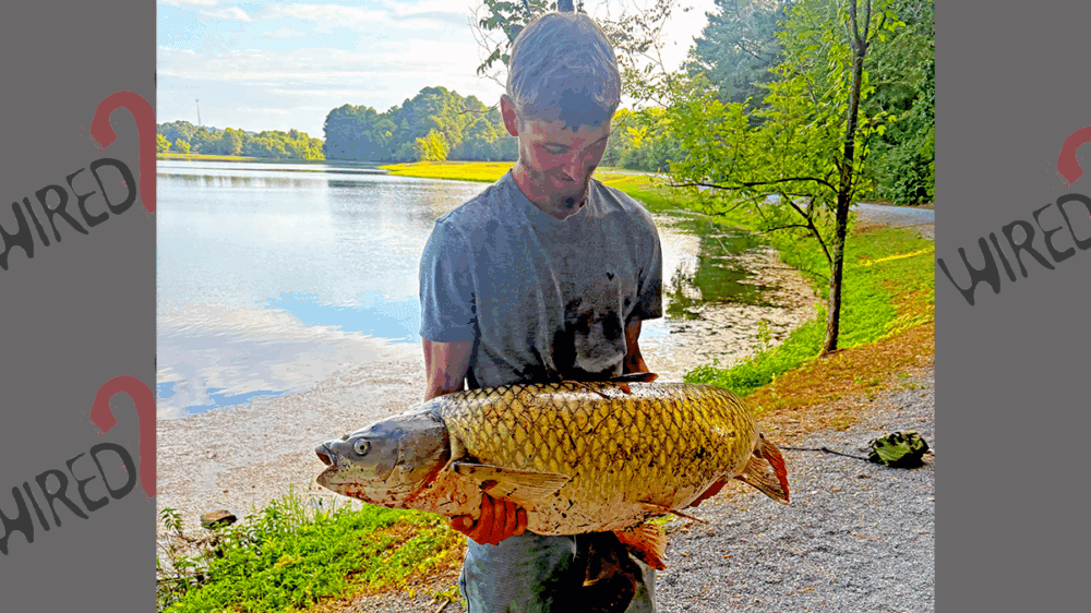 61-Pound Grass Carp Caught on Crankbait: Potential World Record Landed ...