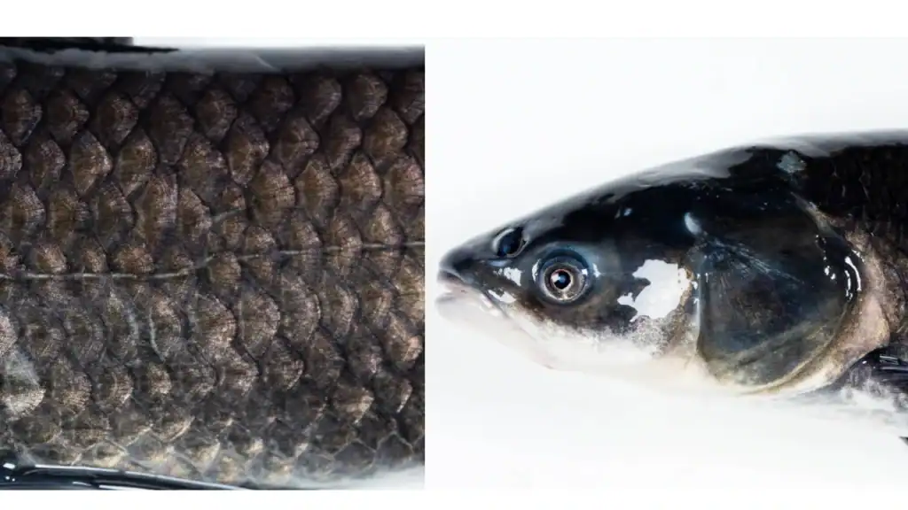 Bounty: Catch This Fish, Collect $100 - Wired2Fish