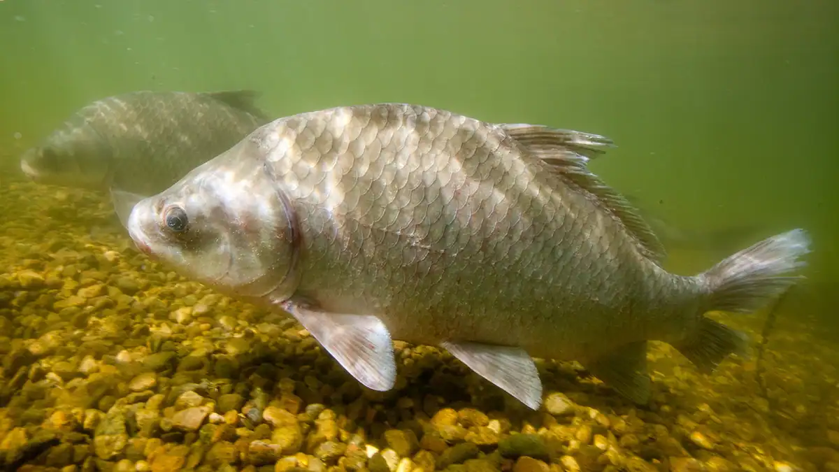 Record Buffalo: What You Need to Know About This Giant Fish - Wired2Fish